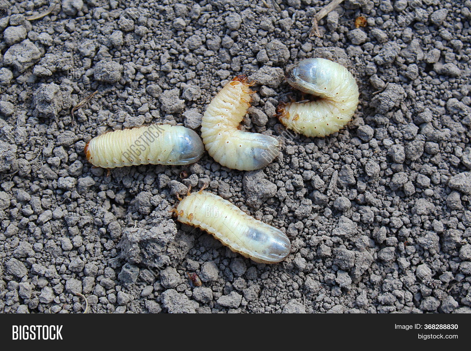 White Large Larva Image & Photo (Free Trial) | Bigstock