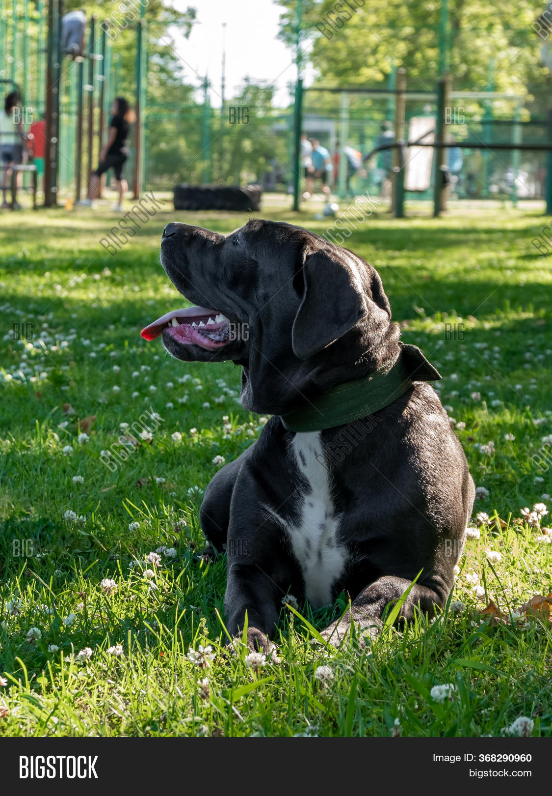 Black Young Cane Corso Image & Photo (Free Trial) | Bigstock