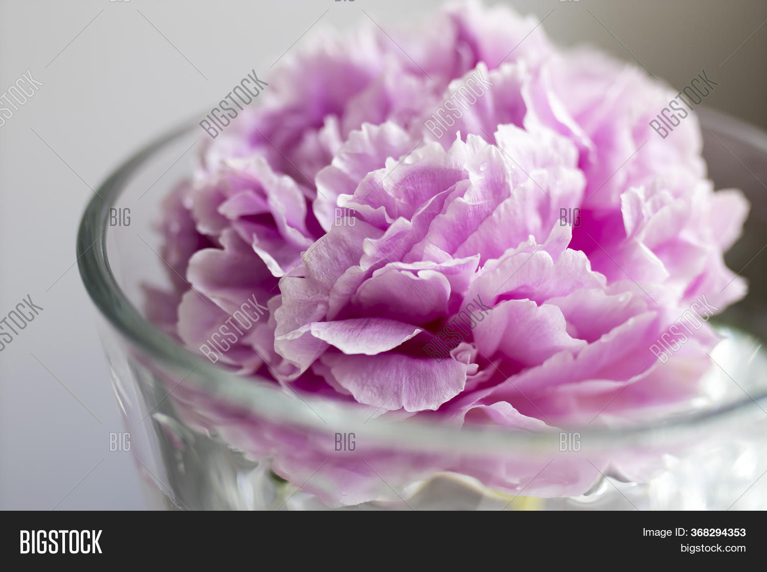 Pink Peony Glass Vase Image & Photo (Free Trial) | Bigstock