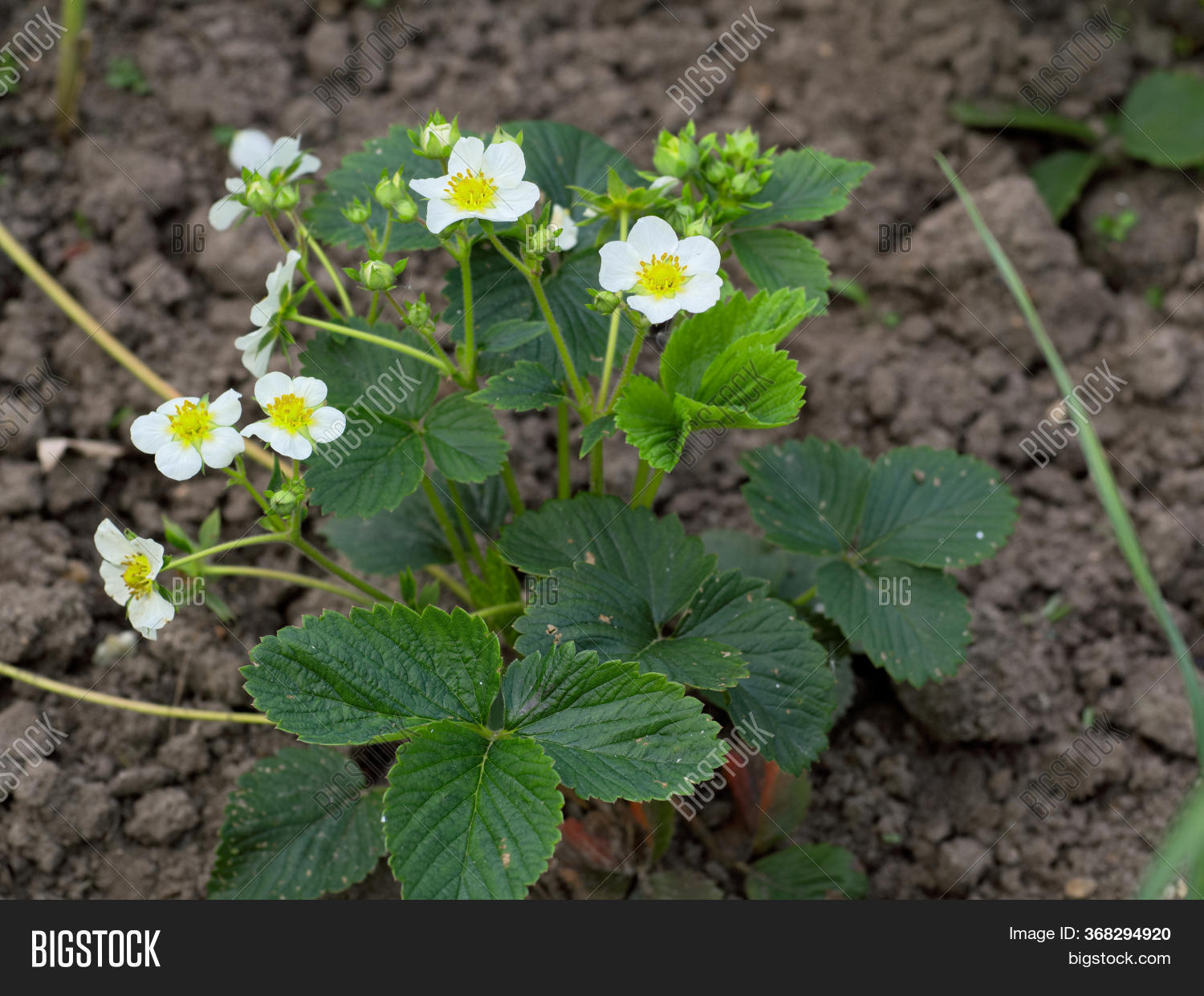 Strawberry Flowers Image & Photo (Free Trial) | Bigstock