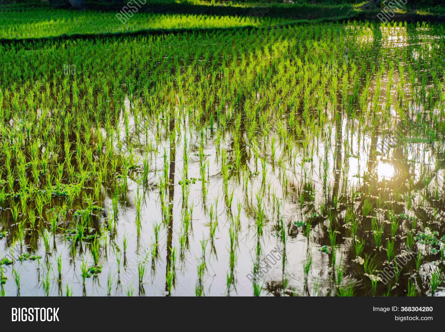 Young Green Rice Image & Photo (Free Trial) | Bigstock
