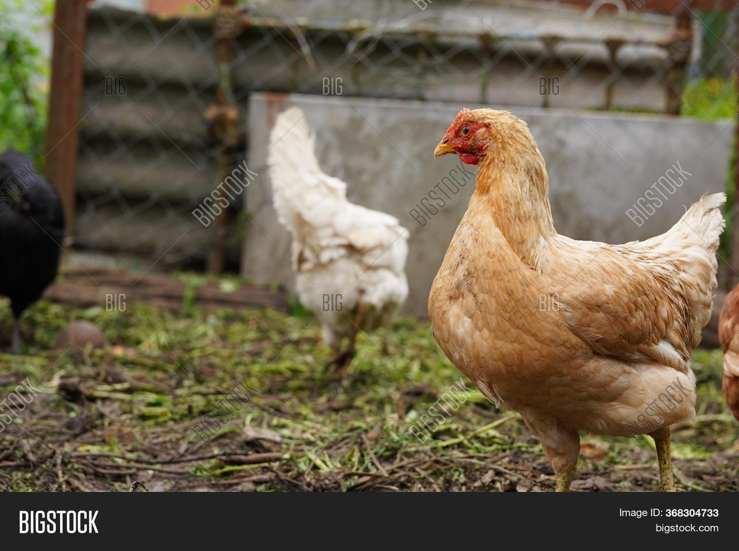 Chicken Standing On Image & Photo (Free Trial) | Bigstock