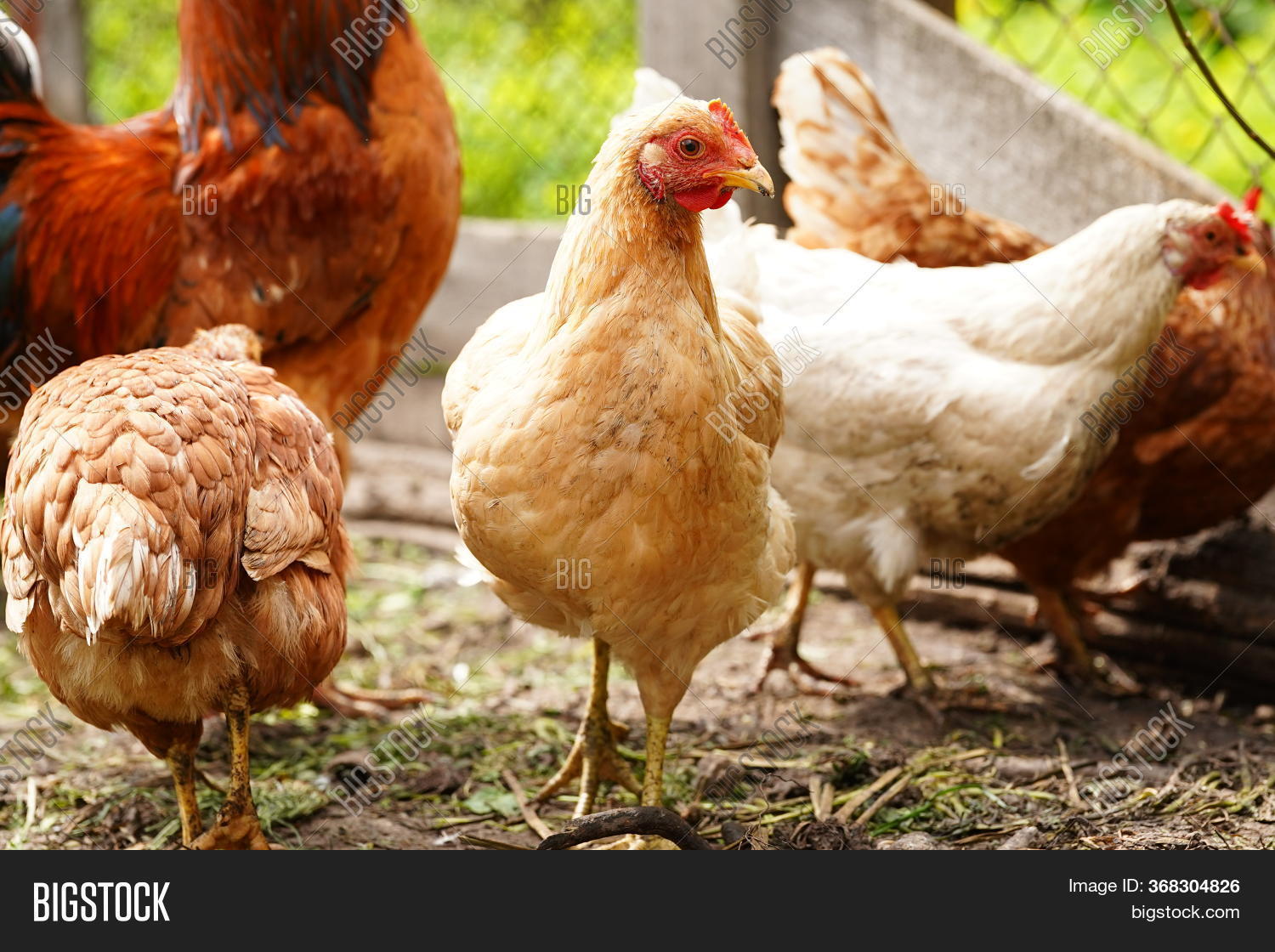 Chicken Standing On Image & Photo (Free Trial) | Bigstock
