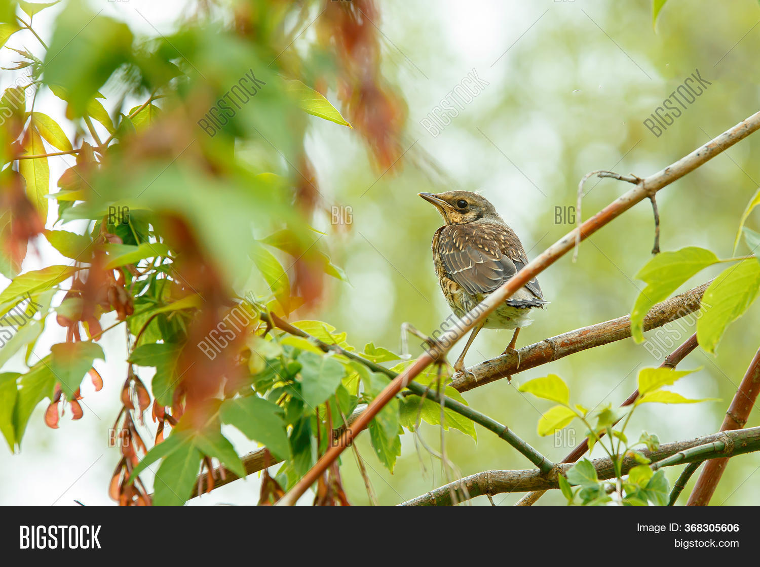 Fieldfare Juvenile Image & Photo (Free Trial) | Bigstock