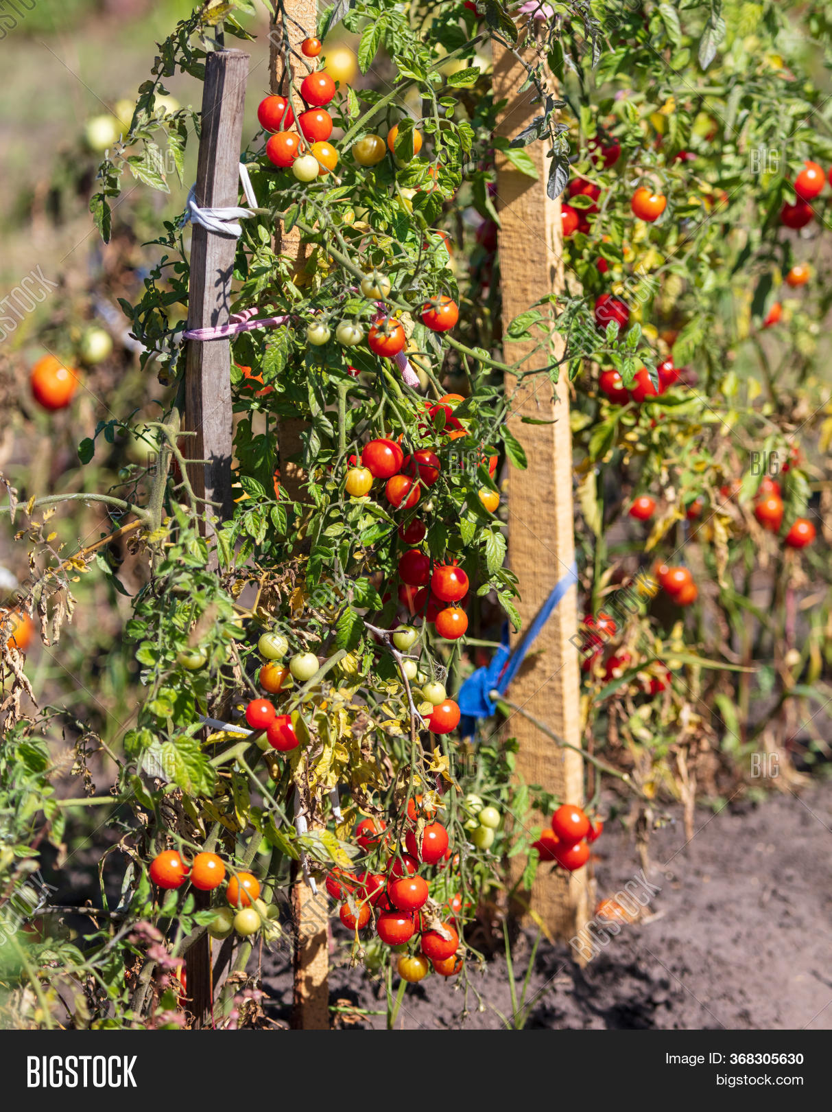 Ripe Tomatoes On Plant Image & Photo (Free Trial) | Bigstock
