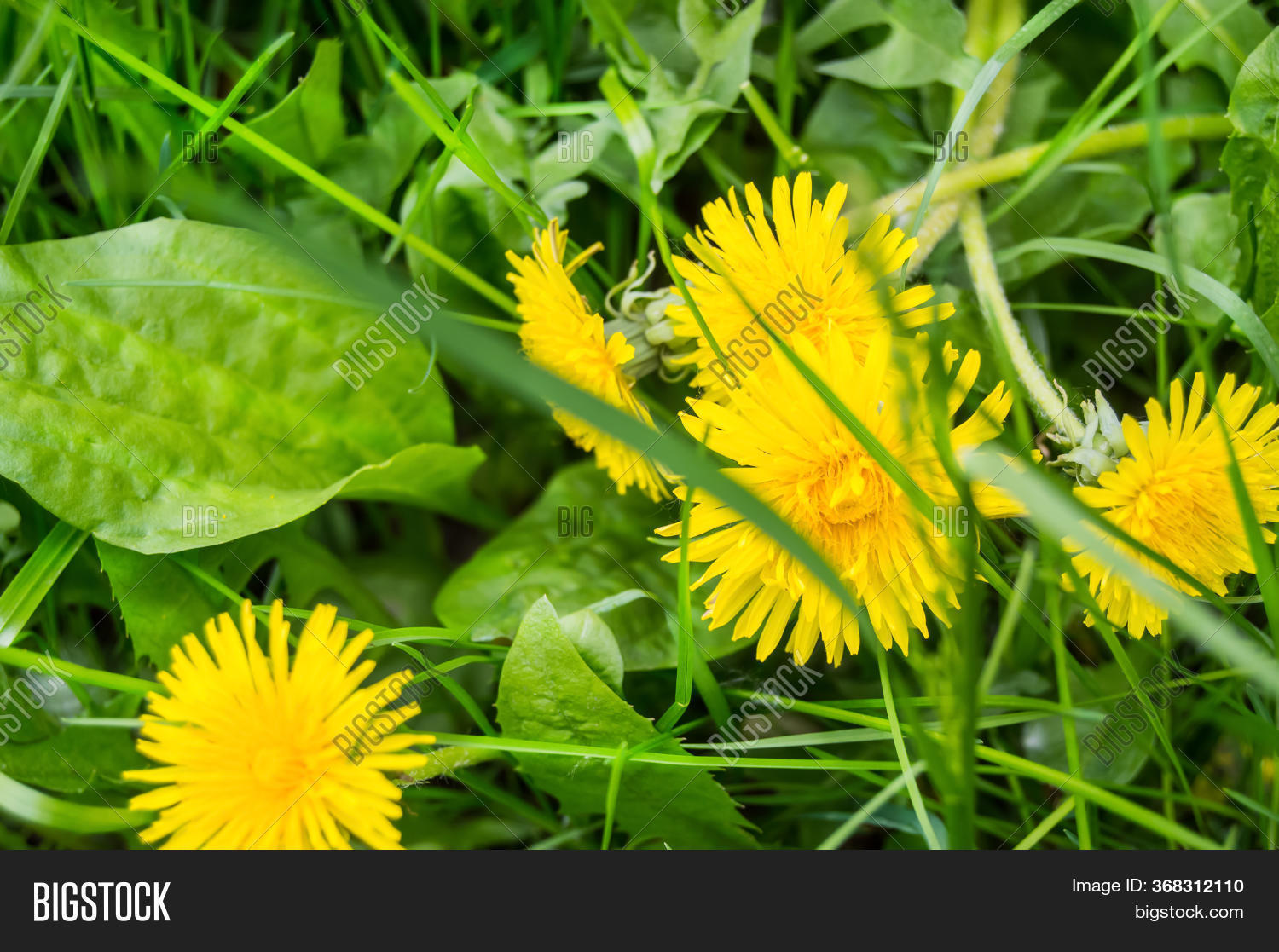 Close- Plantain Yellow Image & Photo (Free Trial) | Bigstock