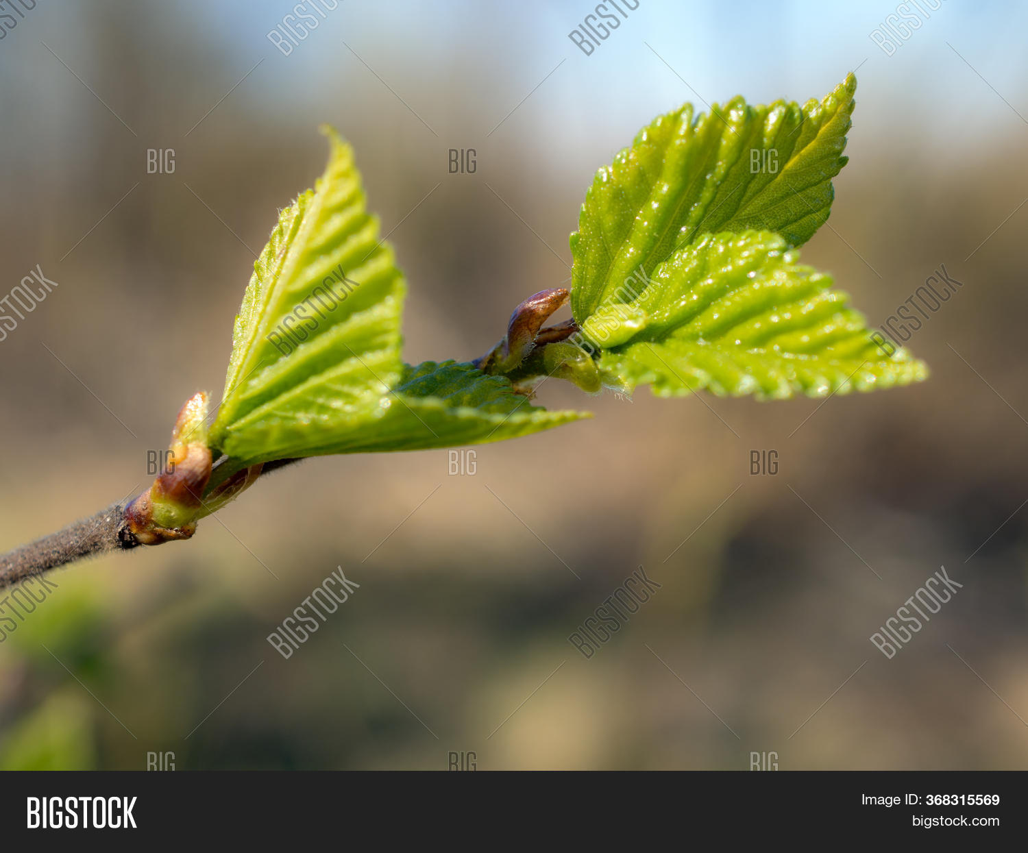 Green Spring Leaves Image & Photo (Free Trial) | Bigstock