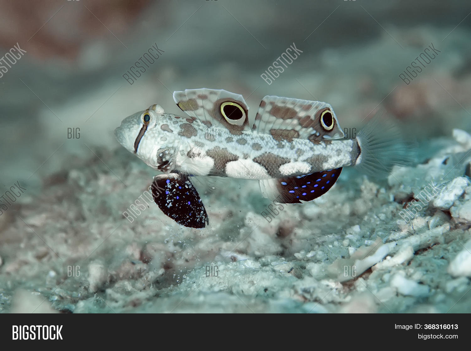 Crab-eyed Goby. Body Image & Photo (Free Trial) | Bigstock