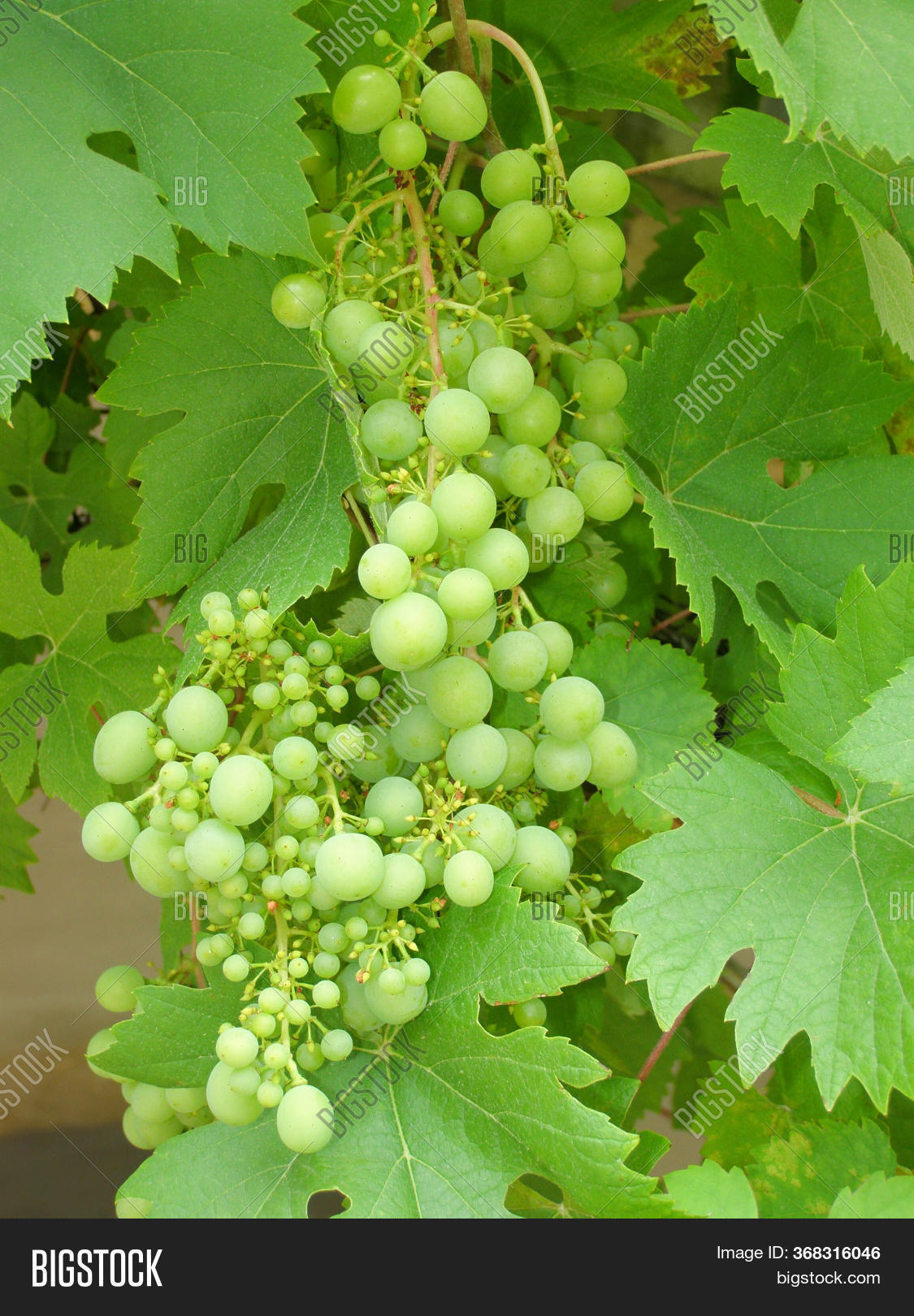 Grapevine Close . Image & Photo (Free Trial) | Bigstock