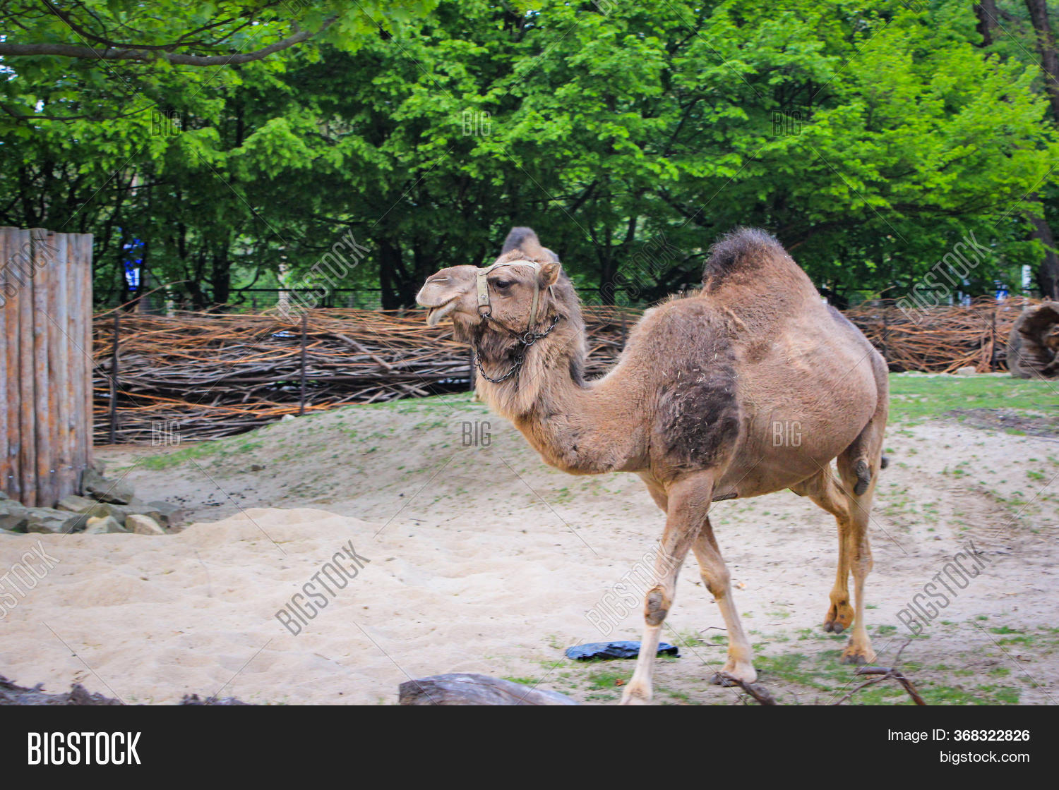One-legged Camel Walks Image & Photo (Free Trial) | Bigstock
