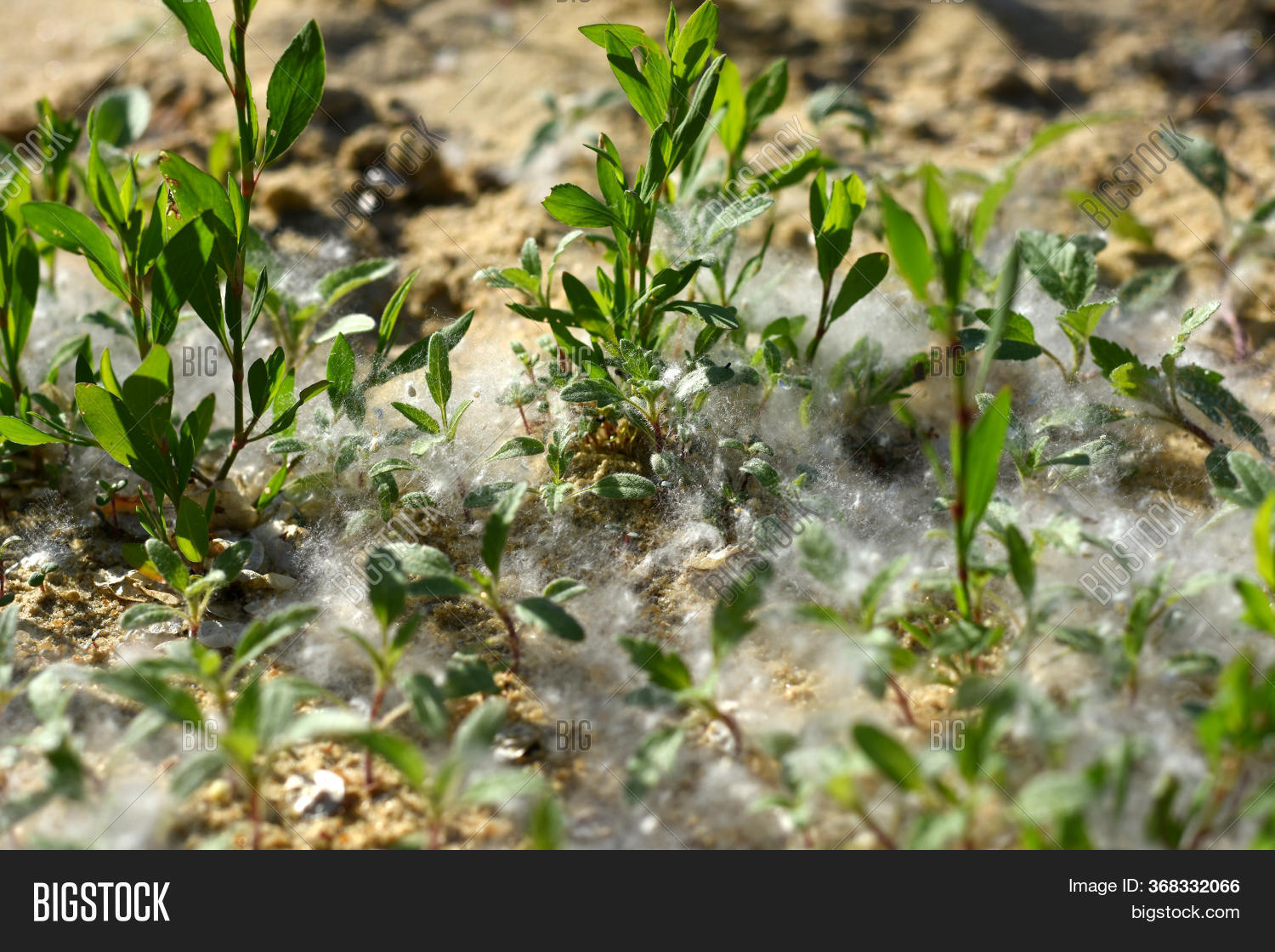 Poplar Fluff Lies On Image & Photo (Free Trial) | Bigstock