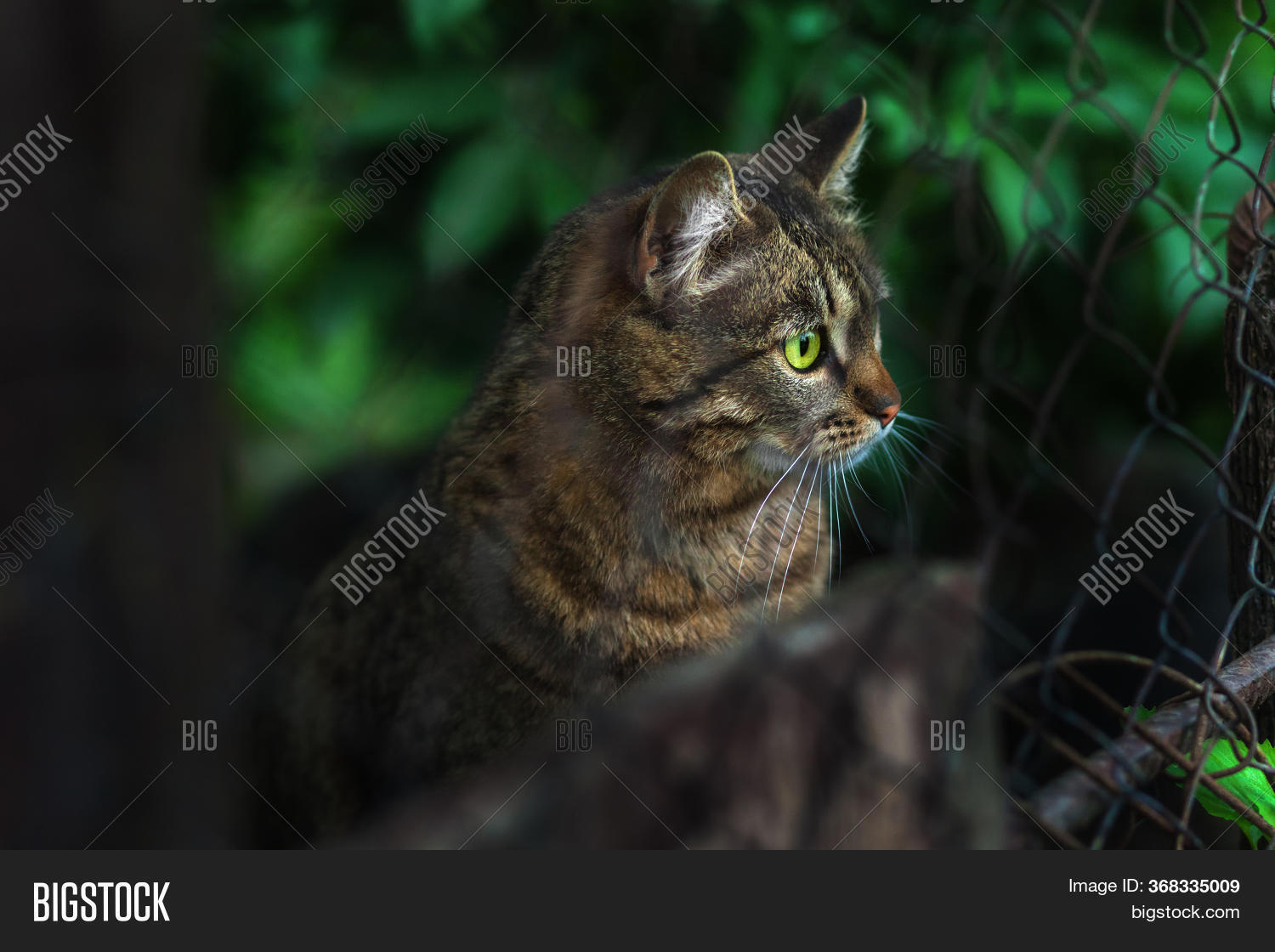 Homeless Tabby Cat Image & Photo (Free Trial) | Bigstock