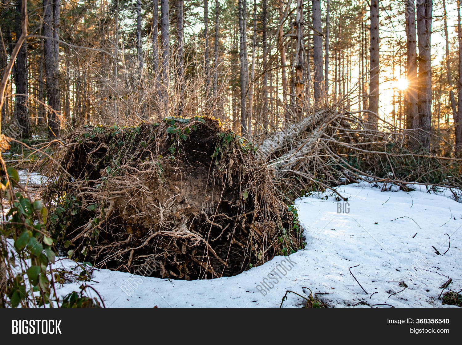 Fallen Tree Due Stormy Image & Photo (Free Trial) | Bigstock