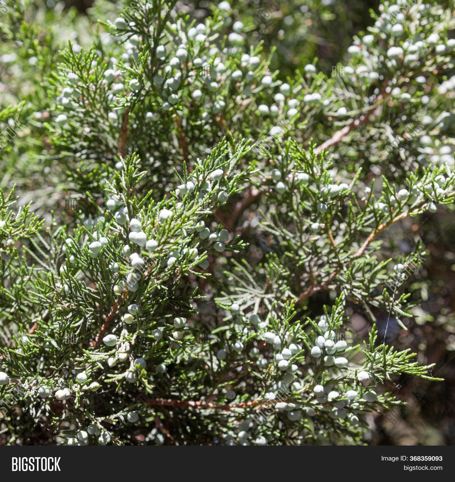 Juniper Branch Female Image & Photo (Free Trial) | Bigstock