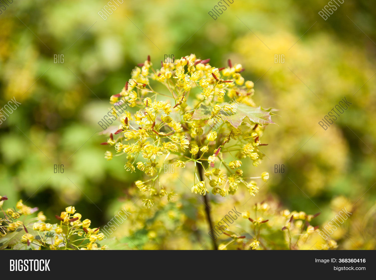 Flowers Maple Tree. Image & Photo (Free Trial) | Bigstock