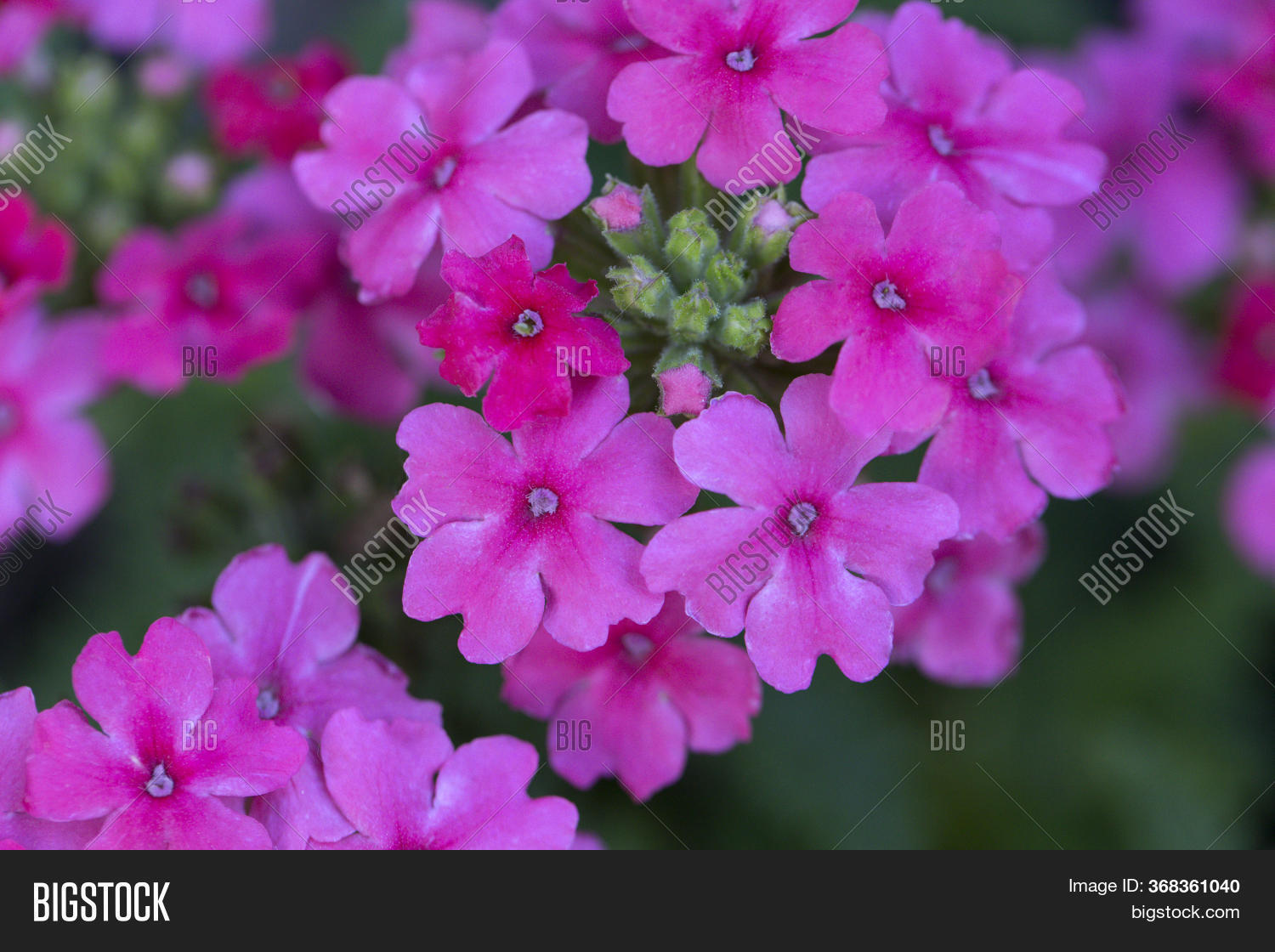 Pink Verbena Hybrida Image & Photo (Free Trial) | Bigstock