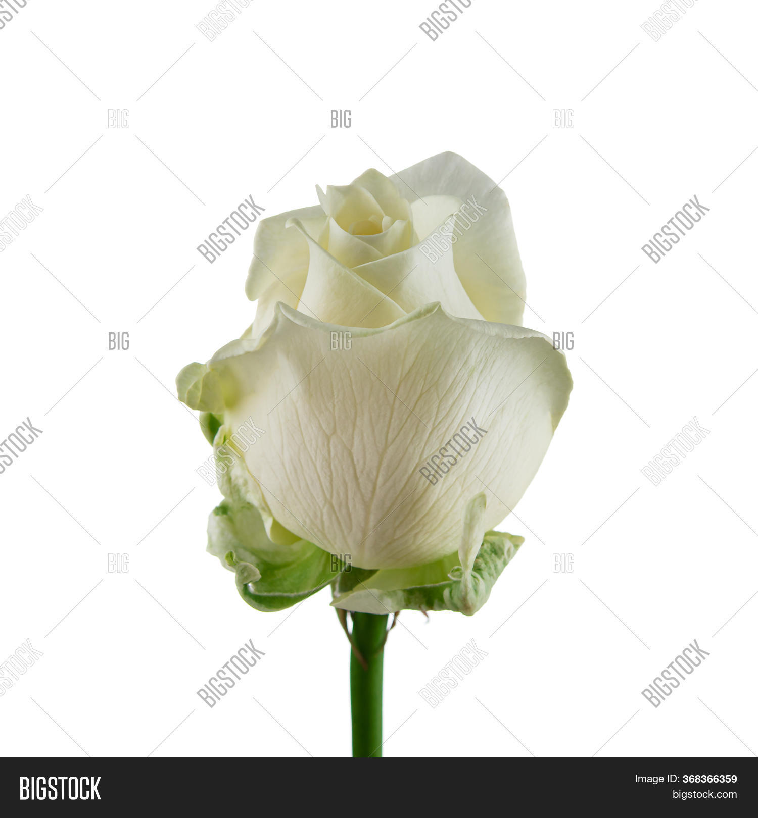 White Rose Isolated On Image & Photo (Free Trial) | Bigstock
