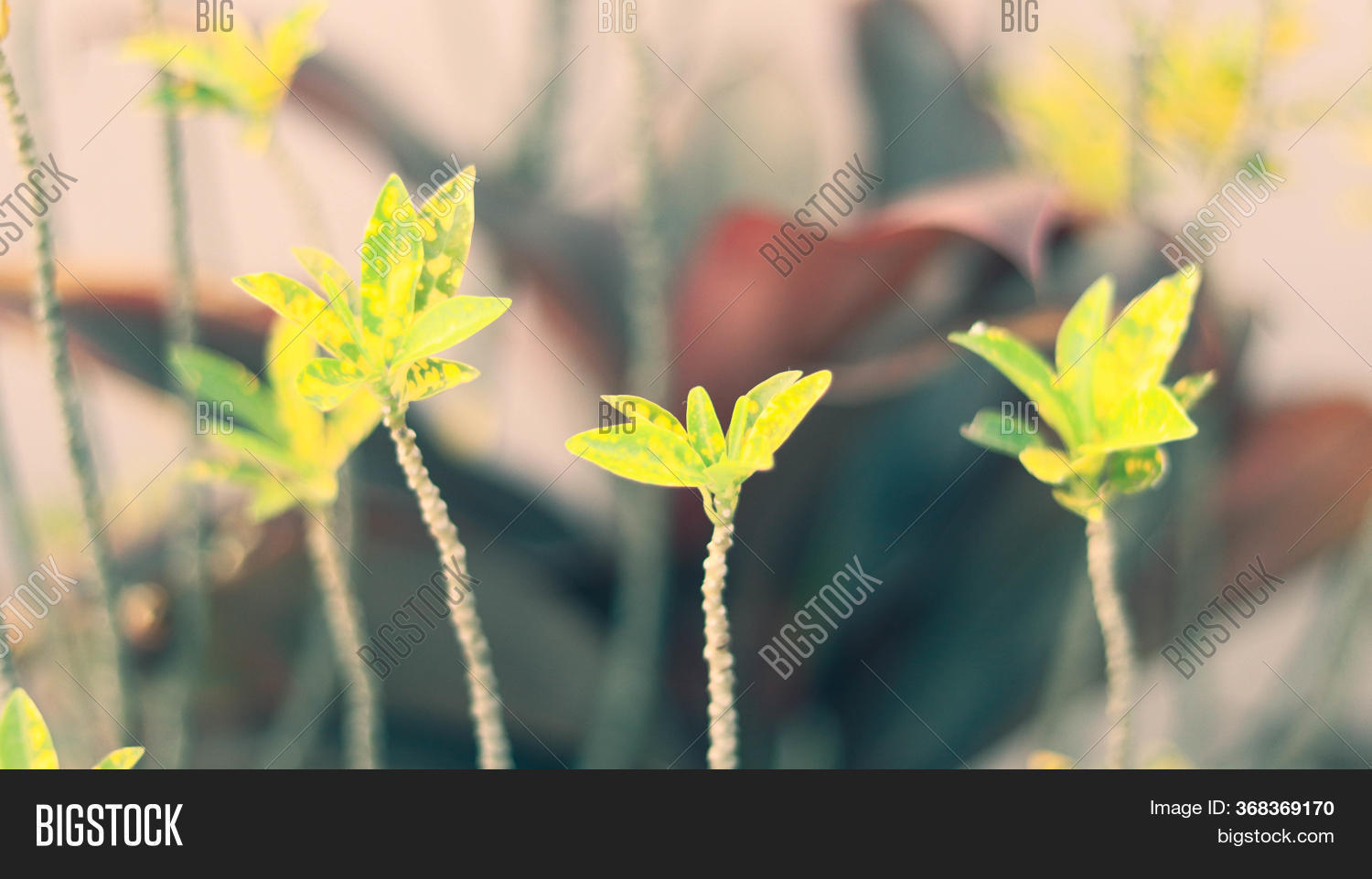 Small Plant Garden. Image & Photo (Free Trial) | Bigstock