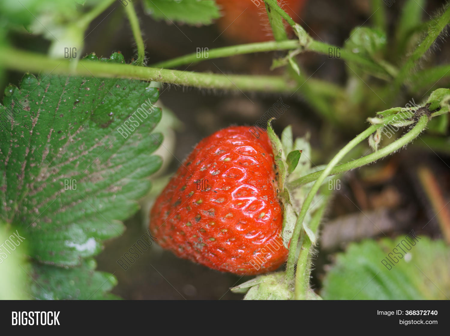 Red Ripe Strawberry Image & Photo (Free Trial) | Bigstock