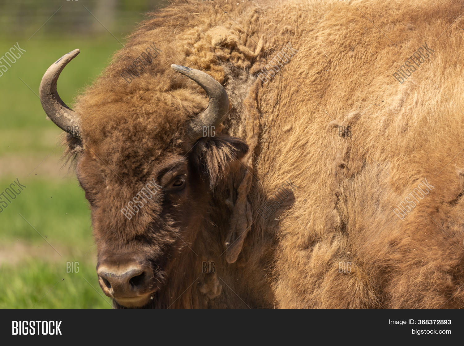 Portrait Buffalo Image & Photo (Free Trial) | Bigstock