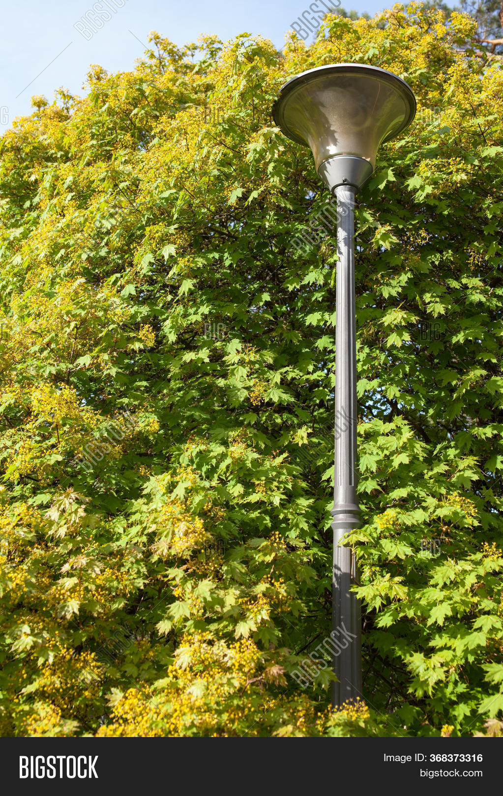 Street Lamp Post ( Image & Photo (Free Trial) | Bigstock