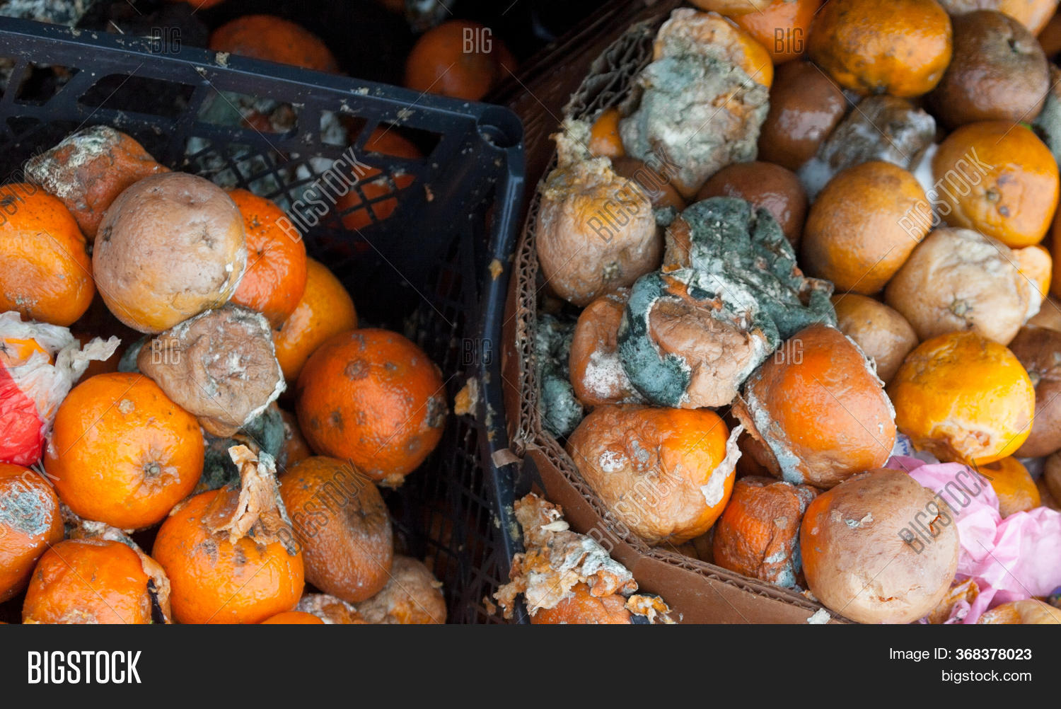 Rotten Mandarin Image & Photo (Free Trial) | Bigstock
