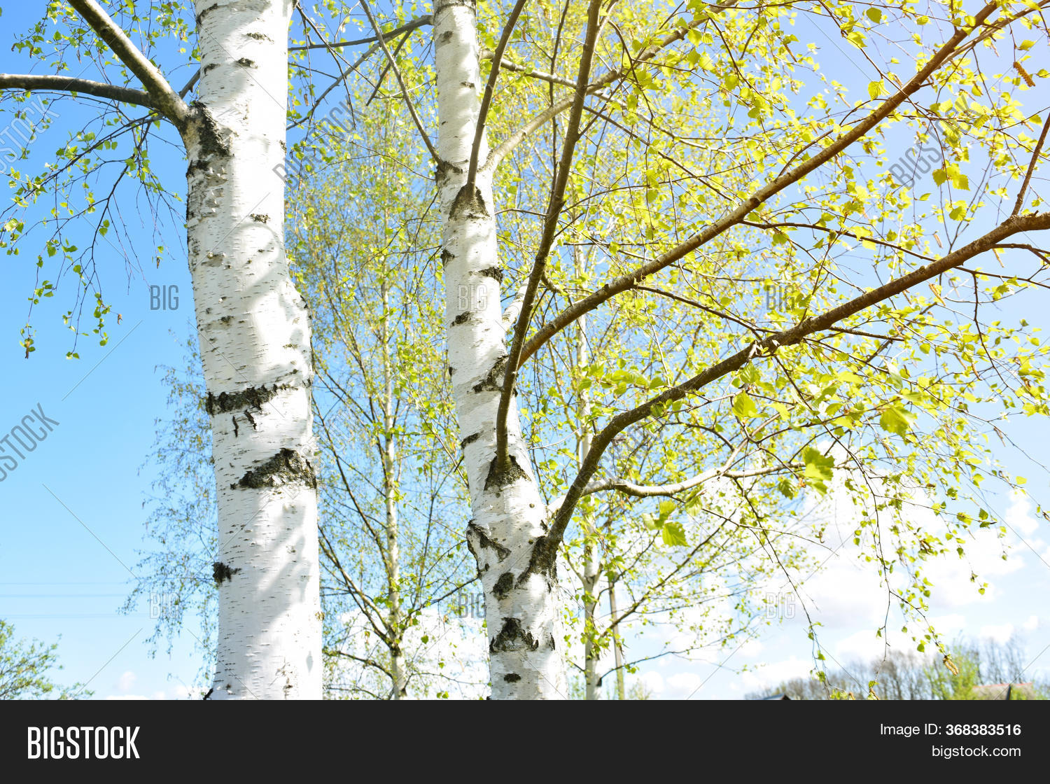Young Birch Trees Image & Photo (Free Trial) | Bigstock
