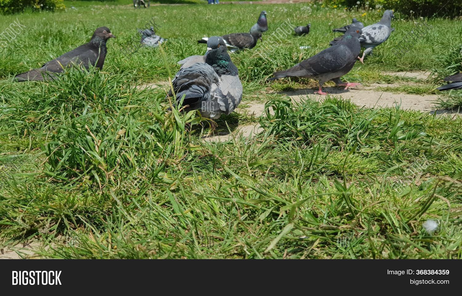 Flock Pigeons Walk On Image & Photo (Free Trial) | Bigstock