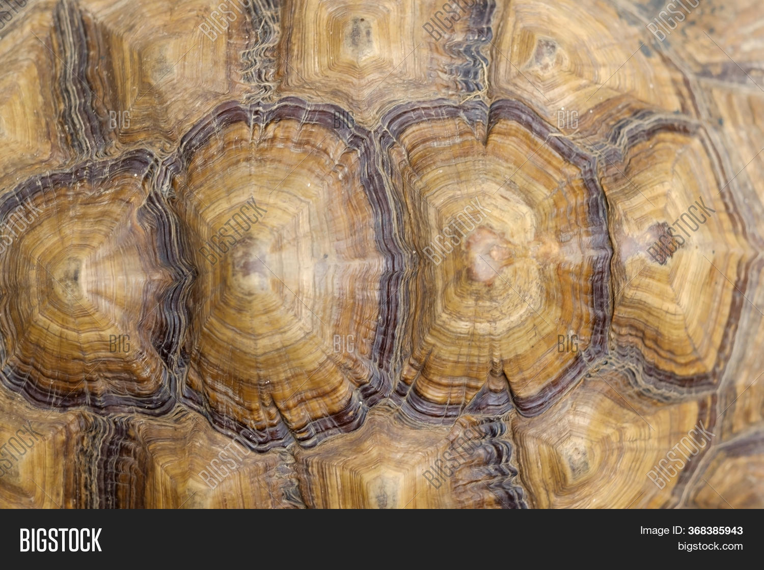 Photo Brown Tortoise Image & Photo (Free Trial) | Bigstock