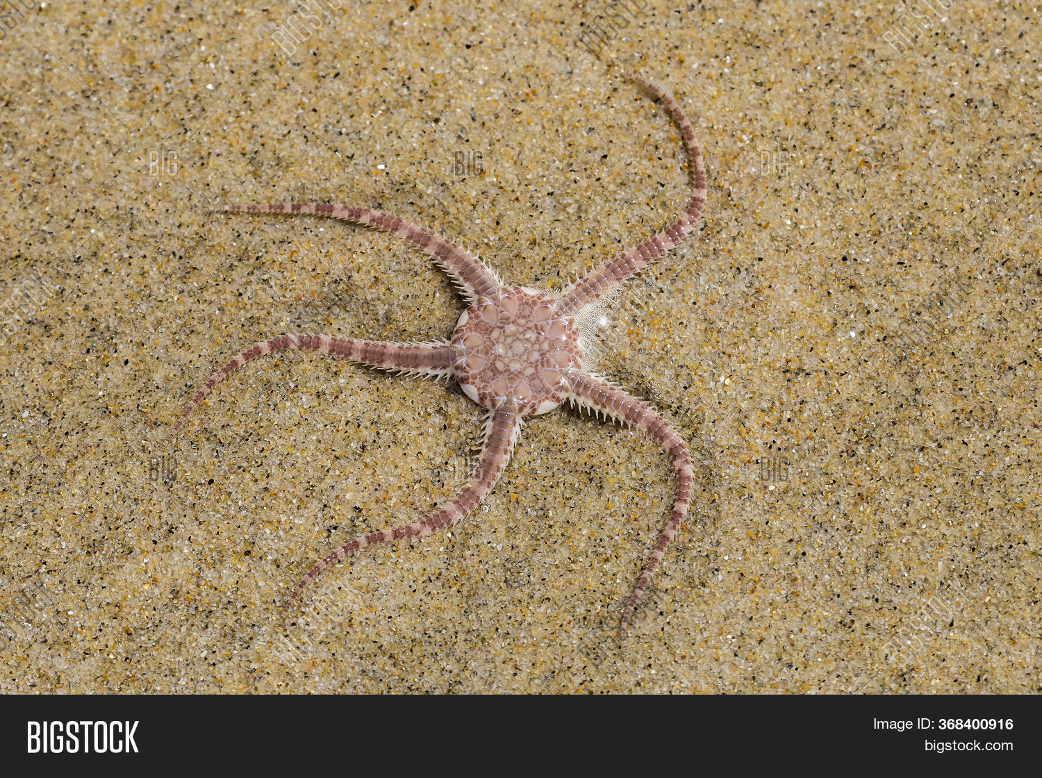 Ophioderma Longicauda Image & Photo (Free Trial) | Bigstock