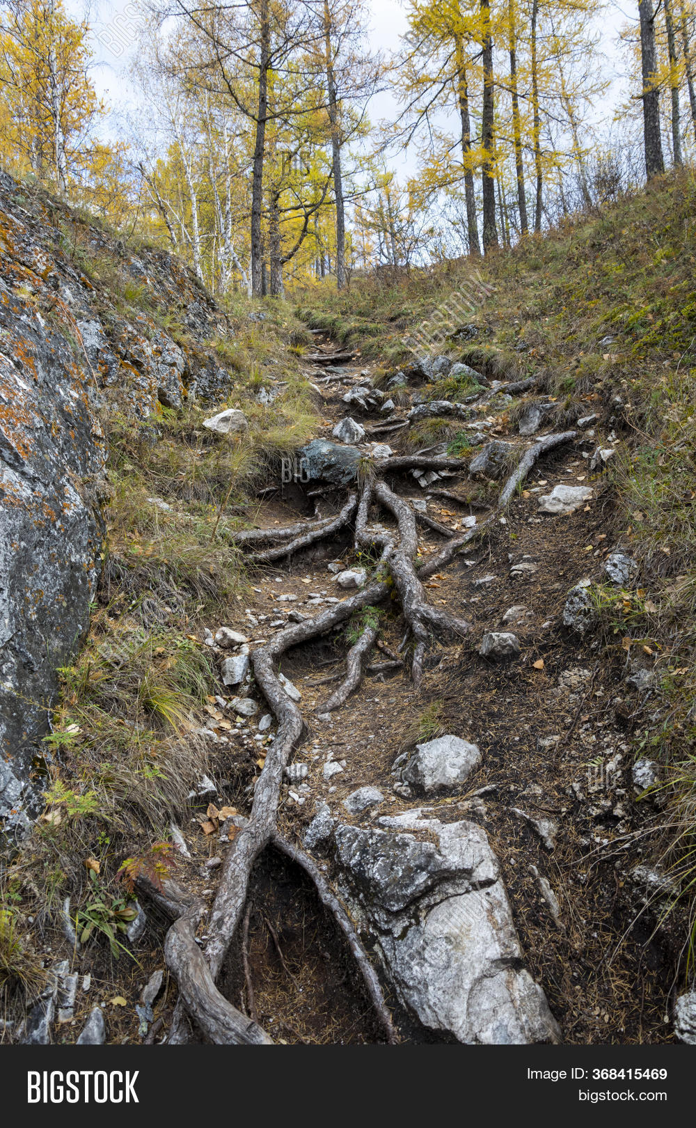 Tree Roots Protruding Image & Photo (Free Trial) | Bigstock