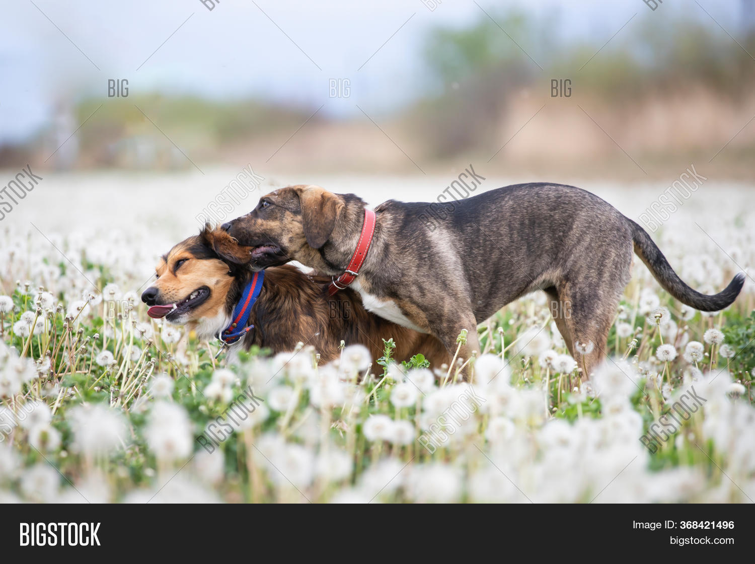 Two Cute, Happy Dogs Image & Photo (Free Trial) | Bigstock