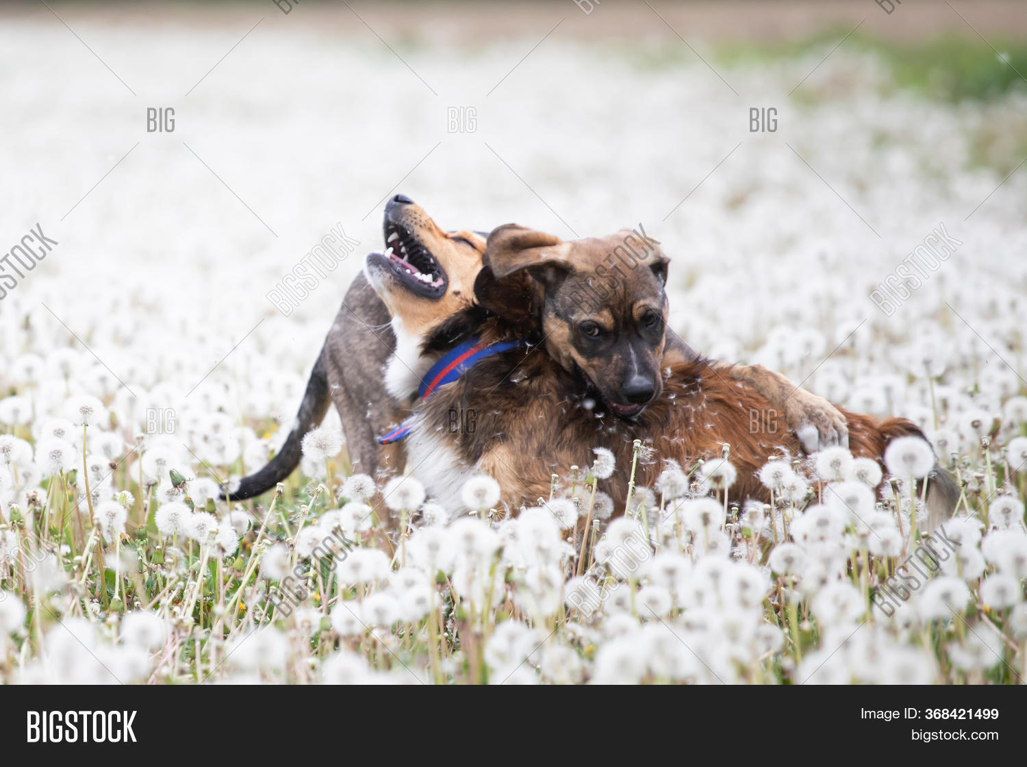 Two Cute, Happy Dogs Image & Photo (Free Trial) | Bigstock