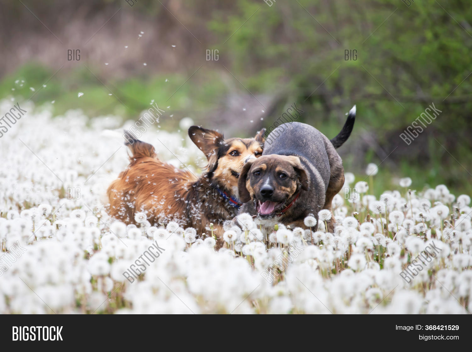 Two Cute, Happy Dogs Image & Photo (Free Trial) | Bigstock