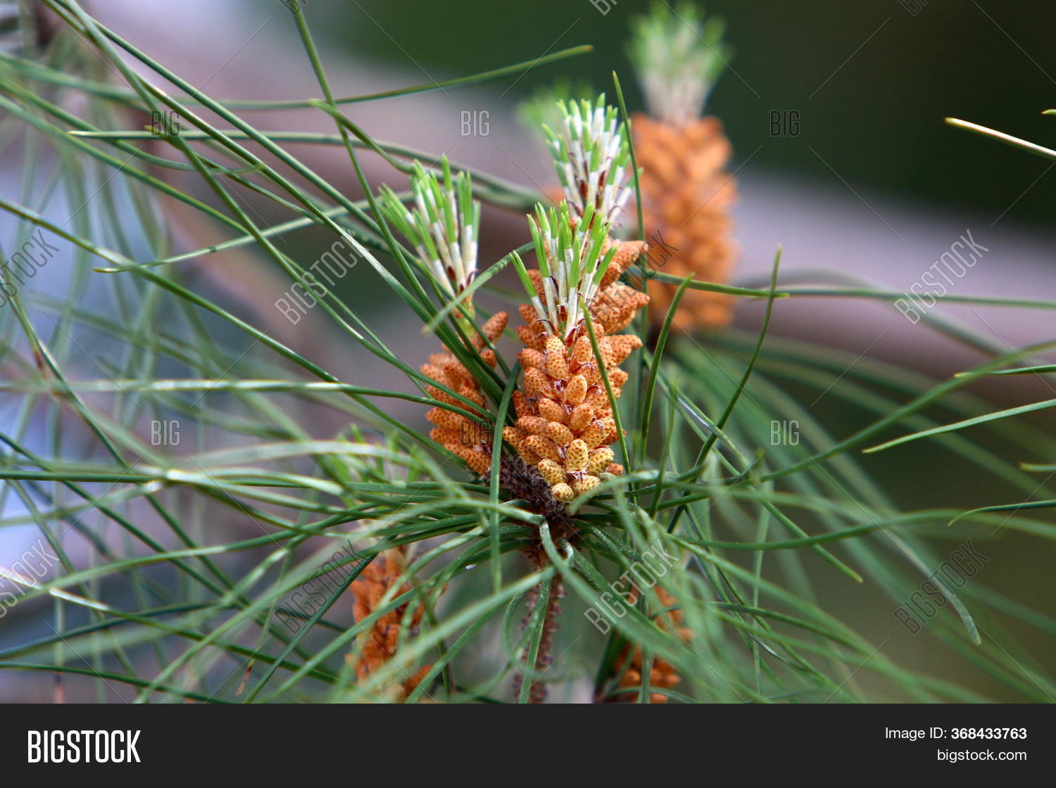 Evergreen Pine Young Image & Photo (Free Trial) | Bigstock