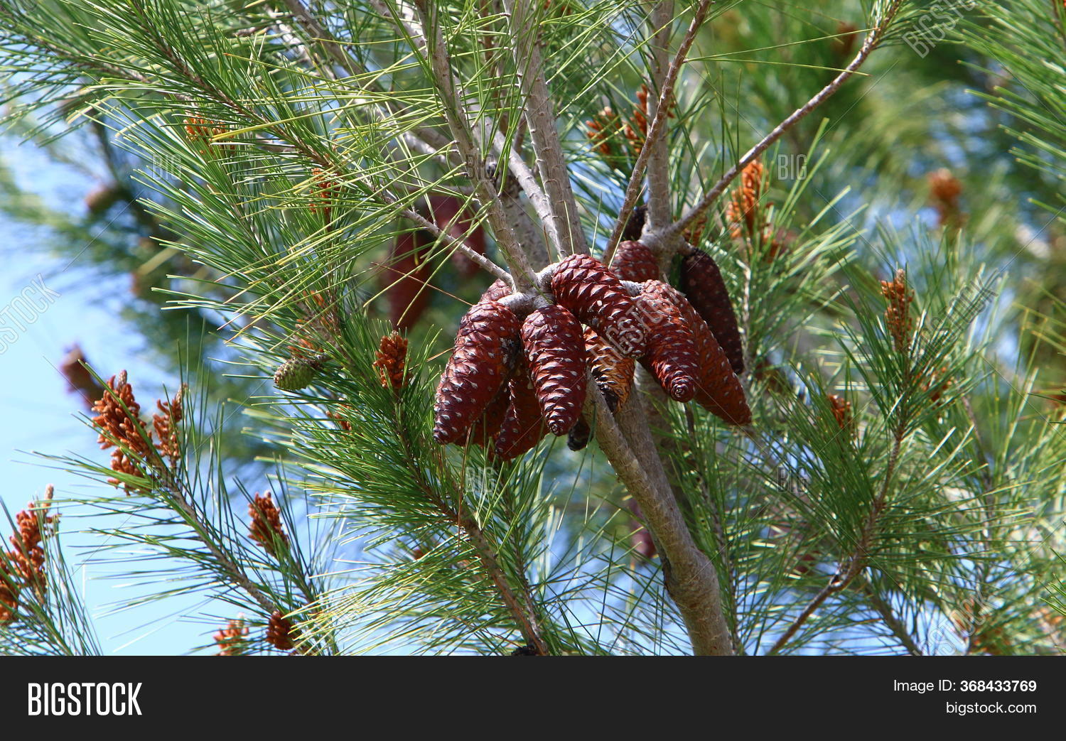 Evergreen Pine Young Image & Photo (Free Trial) | Bigstock