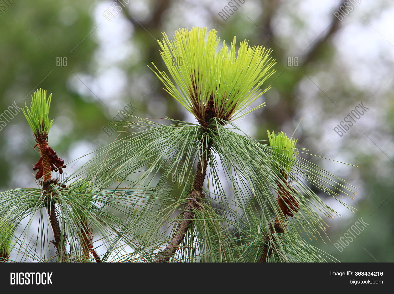 Evergreen Pine Young Image & Photo (Free Trial) | Bigstock