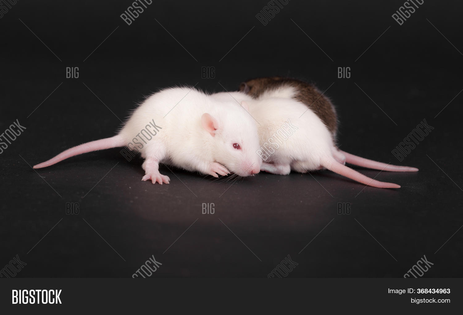 Three Baby Rats Image & Photo (Free Trial) | Bigstock