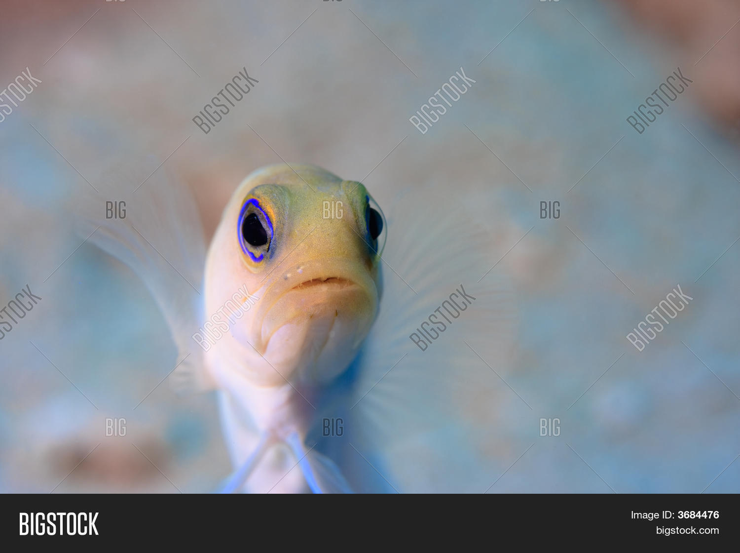 Yellowhead Jawfish Image & Photo (Free Trial) | Bigstock
