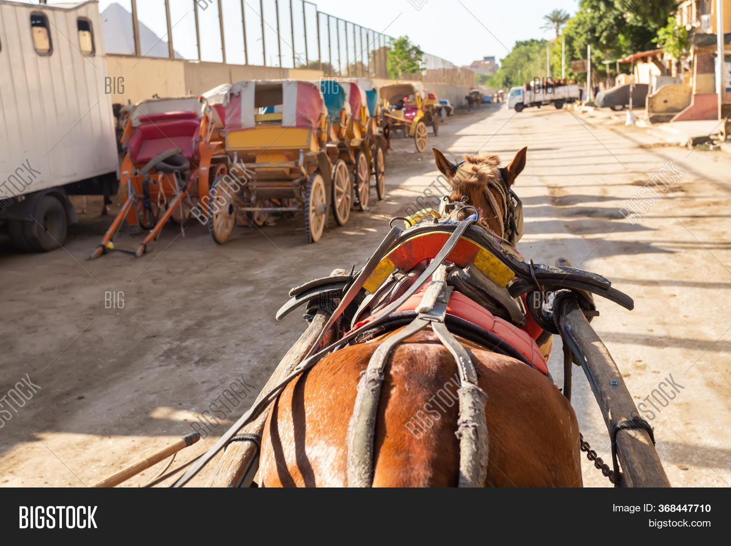 View Horse Chariot On Image & Photo (Free Trial) | Bigstock