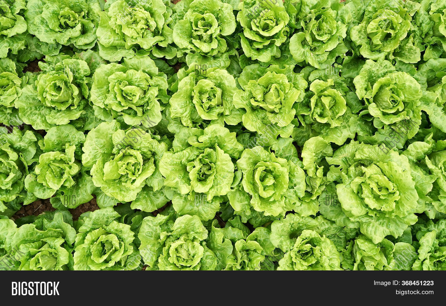Lettuce Vegetable Image & Photo (Free Trial) | Bigstock