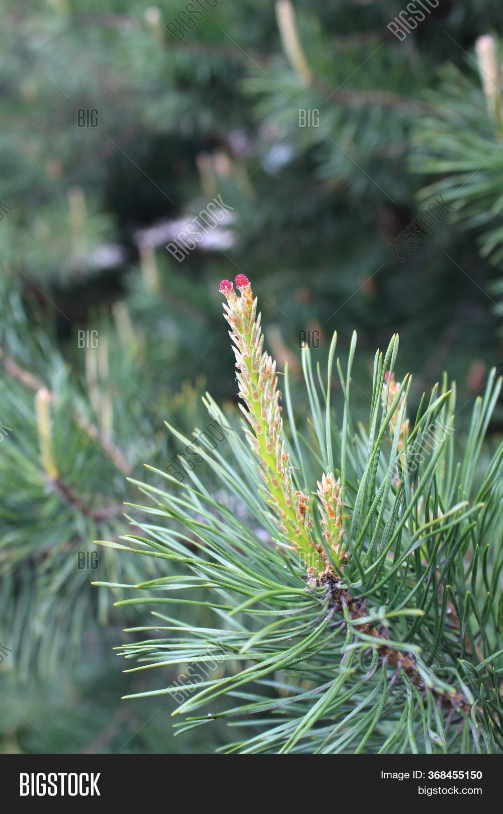 Pine Cone Begins Grow Image & Photo (Free Trial) | Bigstock