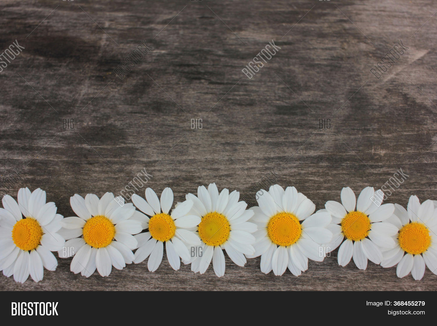Border White Daisies Image & Photo (Free Trial) | Bigstock