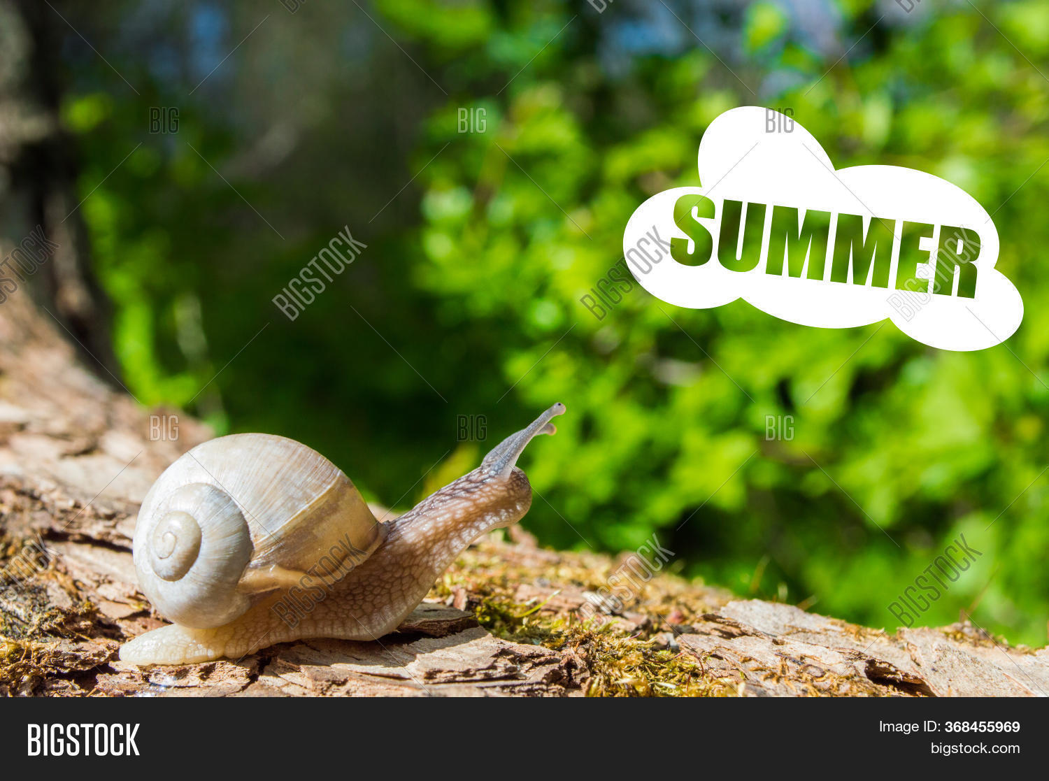 Little Snail Sun. Image & Photo (Free Trial) | Bigstock