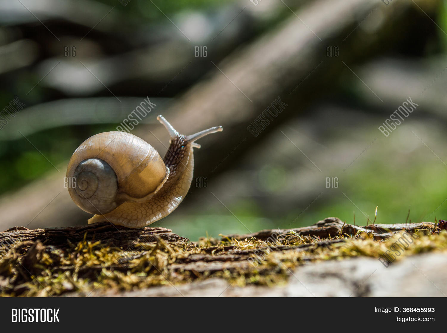 Little Snail On Tree Image & Photo (Free Trial) | Bigstock