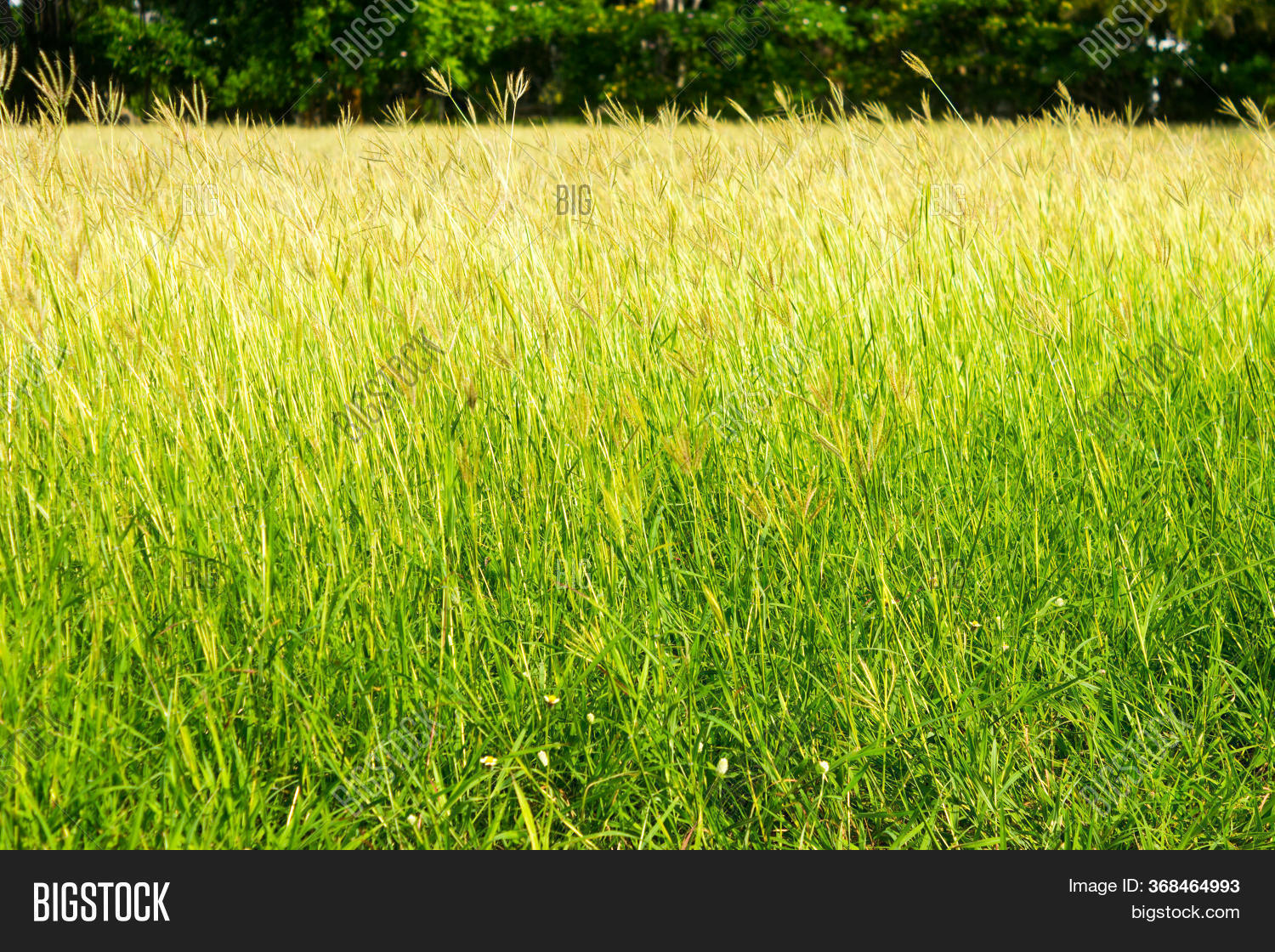Grass Meadow On Nature Image & Photo (Free Trial) | Bigstock