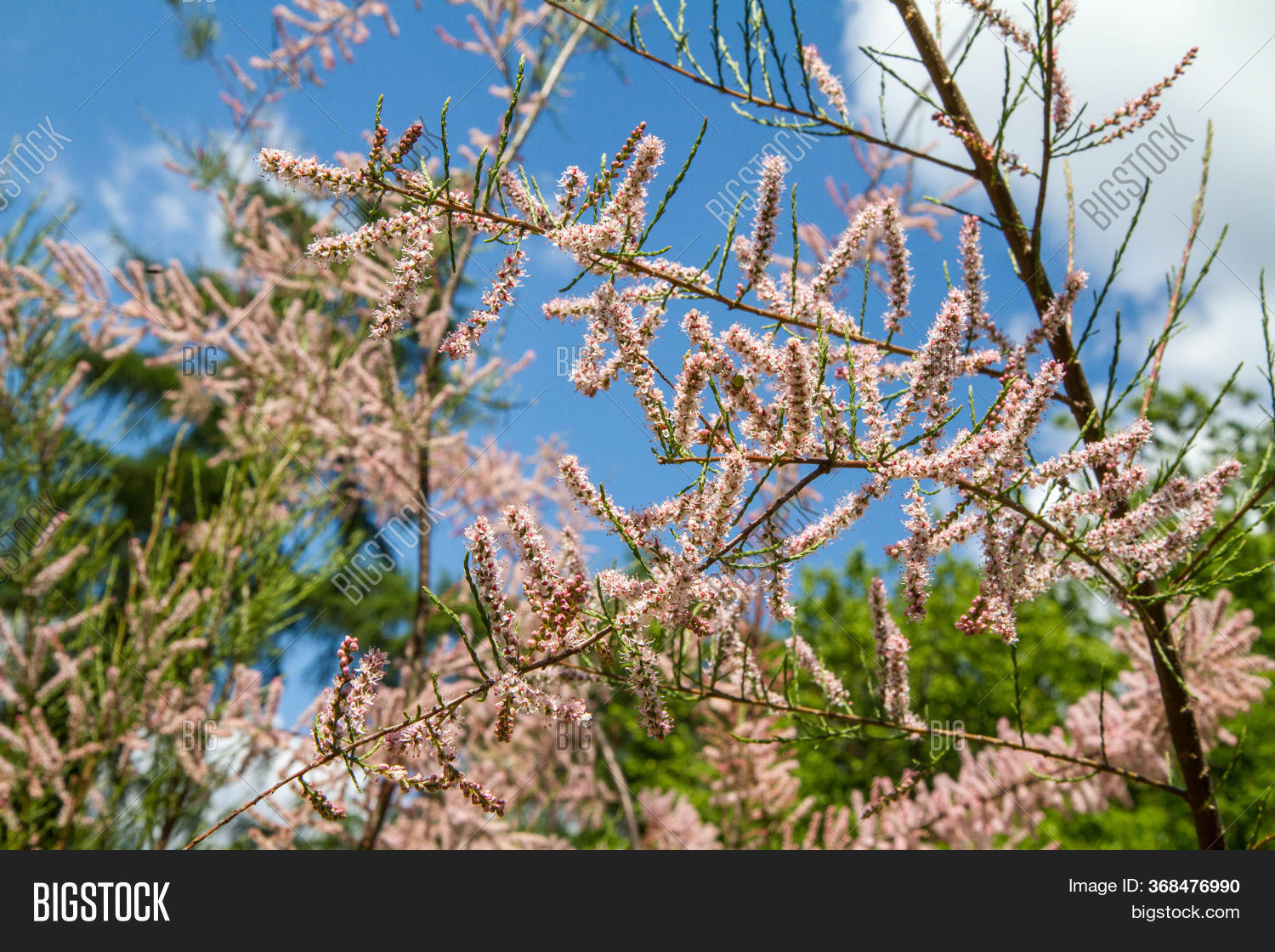 Tamarisk (tamarix) Image & Photo (Free Trial) | Bigstock