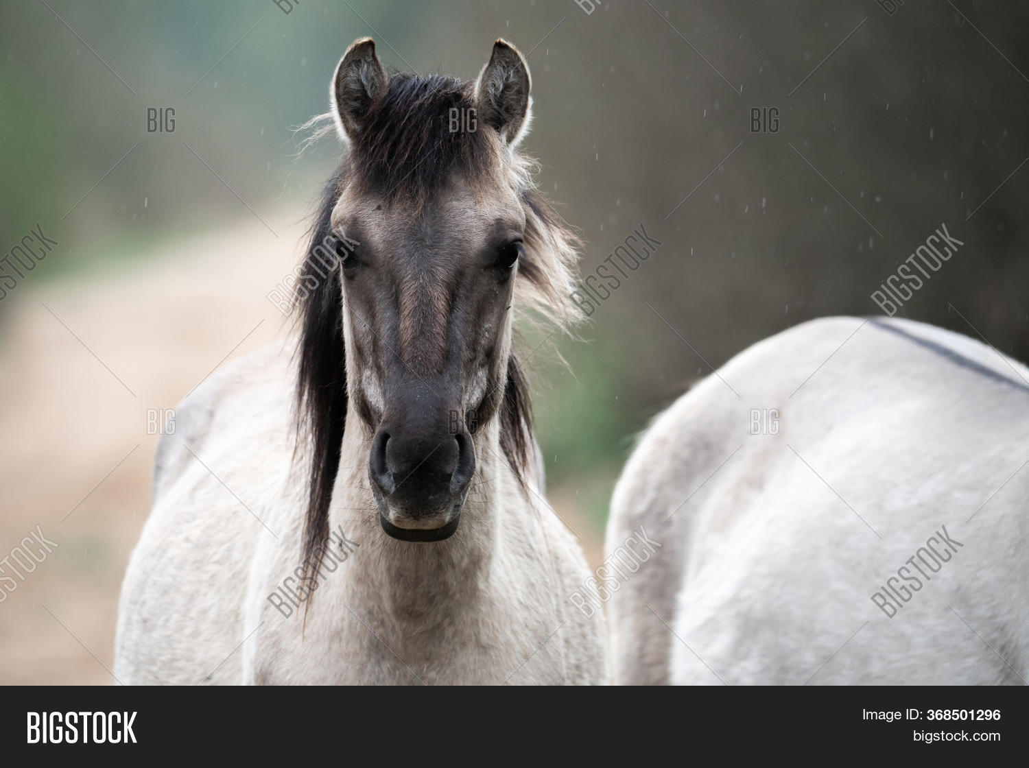 Wild Horse Rain Image & Photo (Free Trial) | Bigstock