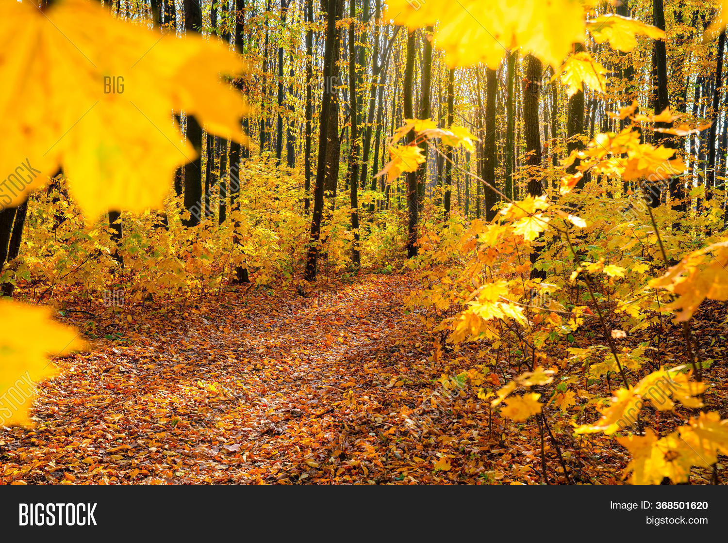 Autumn Maple Forest. Image & Photo (Free Trial) | Bigstock