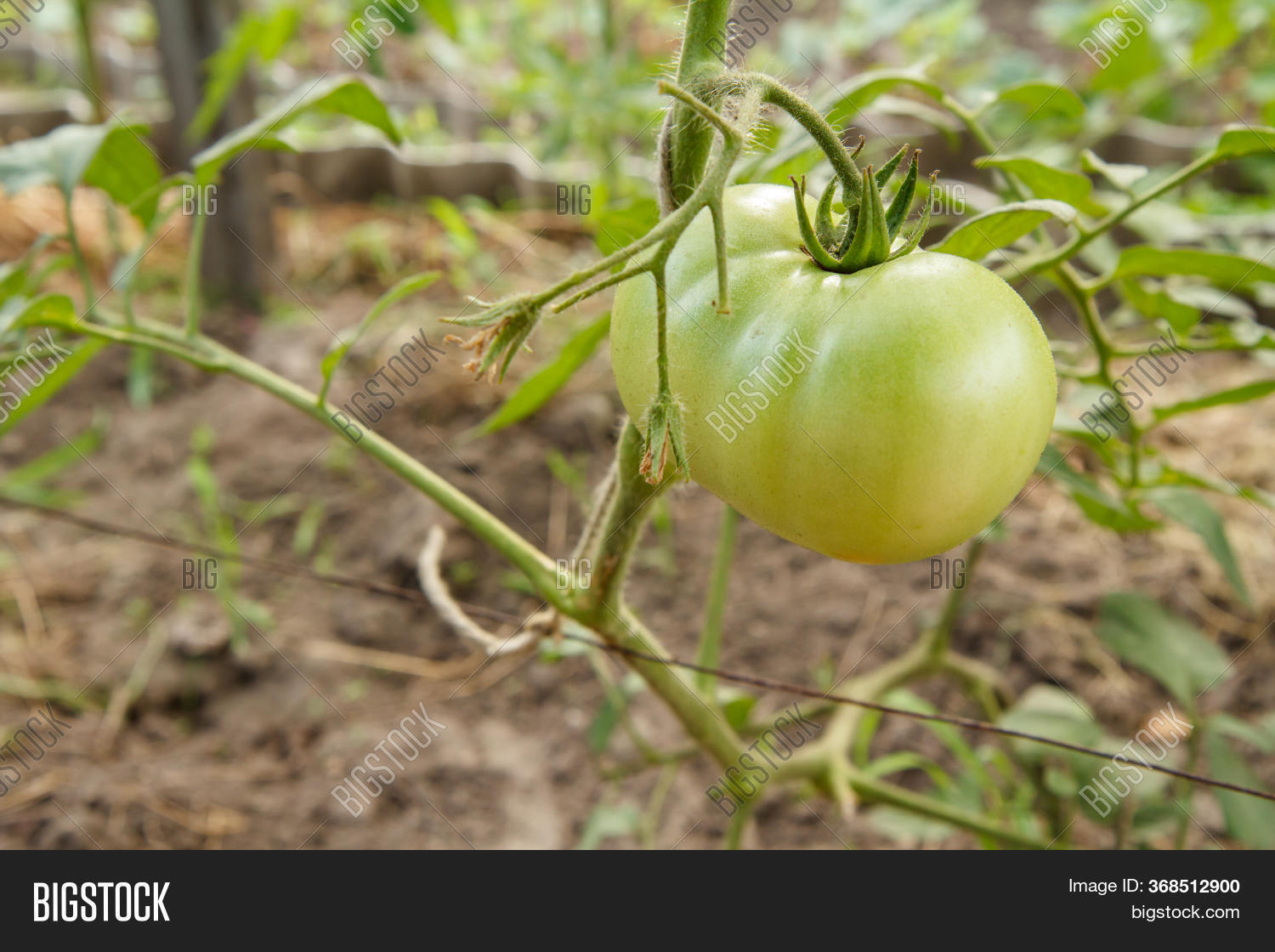 Unripe Green Tomato Image & Photo (Free Trial) | Bigstock